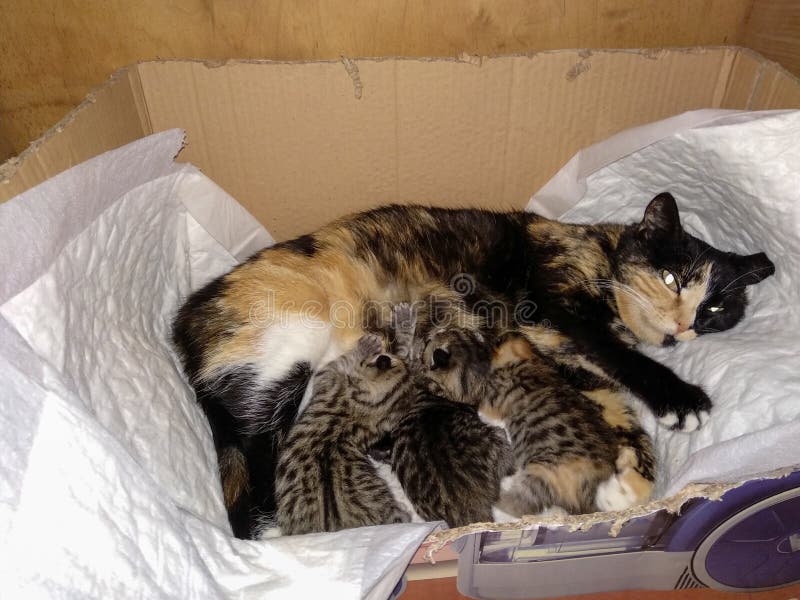 Mother Cat Feeds Little Kittens with Milk in the Box Stock Image ...