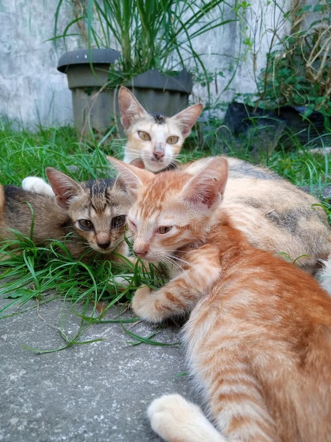 Mother Cat with Her Kittens Stock Image - Image of family, relaxing ...
