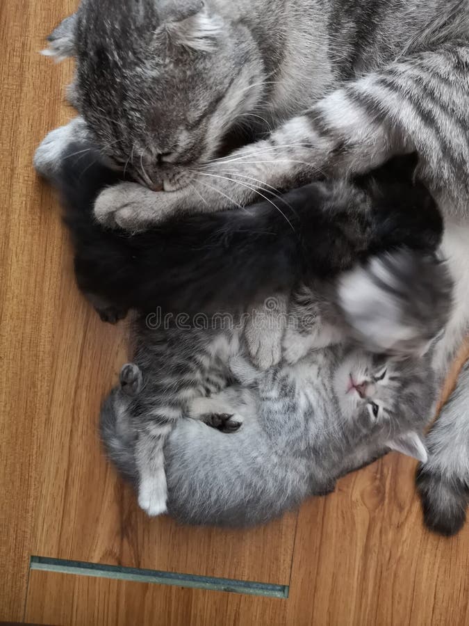 Mother Cat with Her Kittens Stock Image - Image of mother, moscow ...