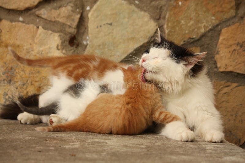 Mother Cat and Her Kittens Resting Together Stock Image - Image of ...