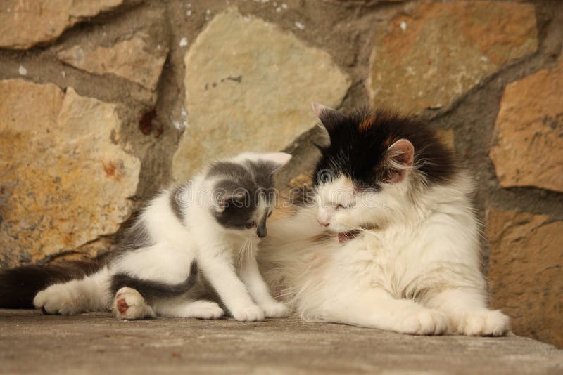 Mother Cat and Her Kittens Resting Together Stock Photo - Image of ...
