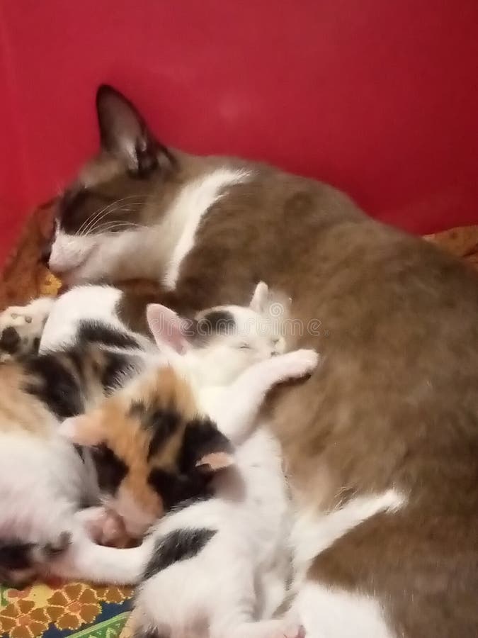 Mother Cat and Her Three Adorable Kittens Stock Photo - Image of ...