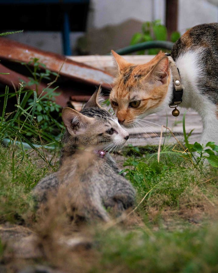 Big cat Kissing Kitten stock image. Image of kiss, kissing - 106716131