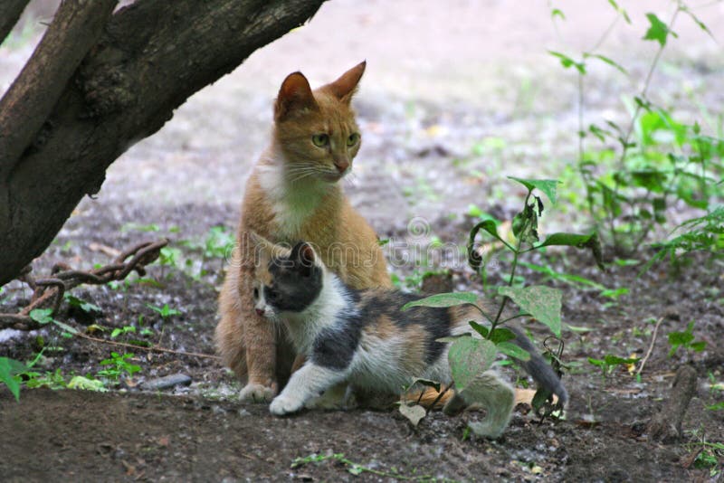 A Stray Cat Under The Tree. Stock Image - Image of kitty, feralcat ...