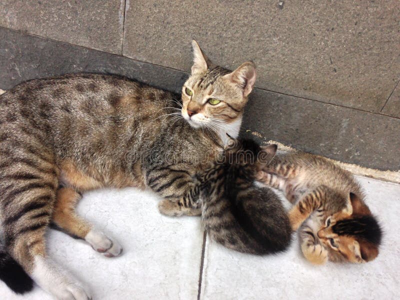 The Mother Cat is Looking after the Kittens Stock Photo - Image of ...