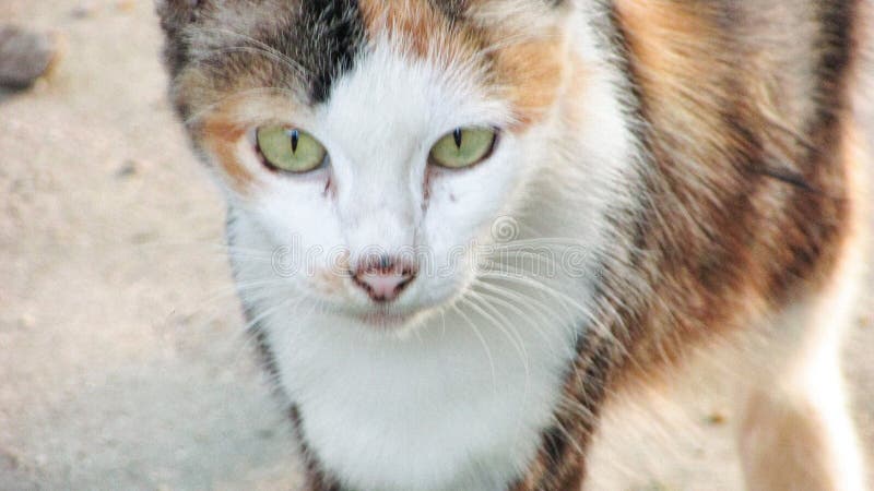 Mother Cat Looking Sharp at the Camera Lens Stock Image - Image of lens ...