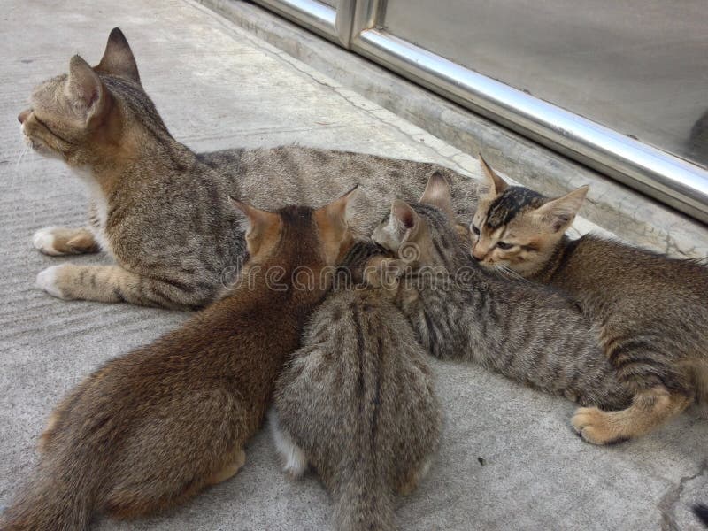 The Mother Cat is Nursing Four Kittens Stock Image - Image of nursing ...