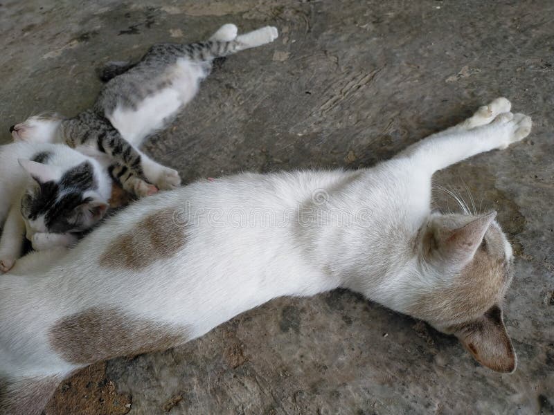 Mother Cat with Two Sleeping Kittens. Funny. Tiny Stock Photo - Image ...