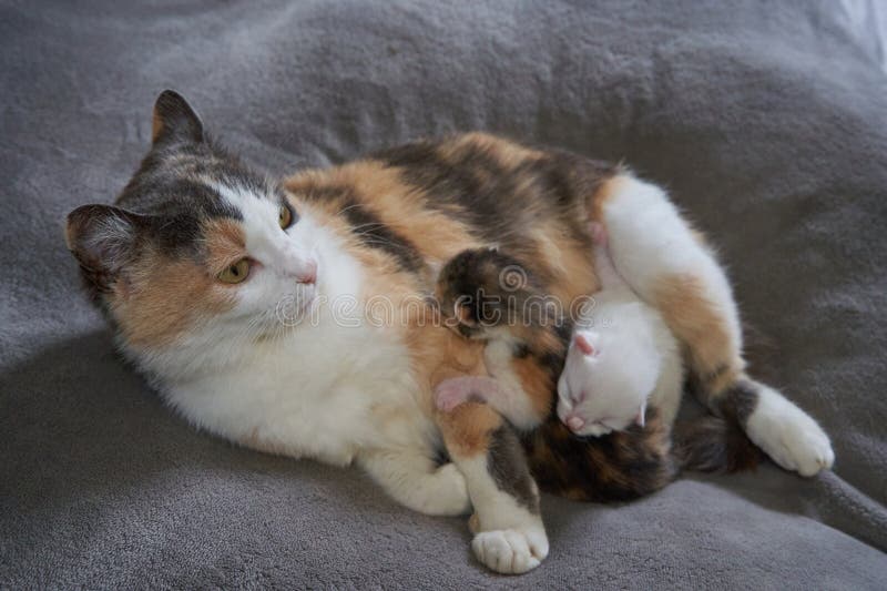 Mother Cat with Two Small Kittens, Newborn Kittens Sleep on a Cat on a ...