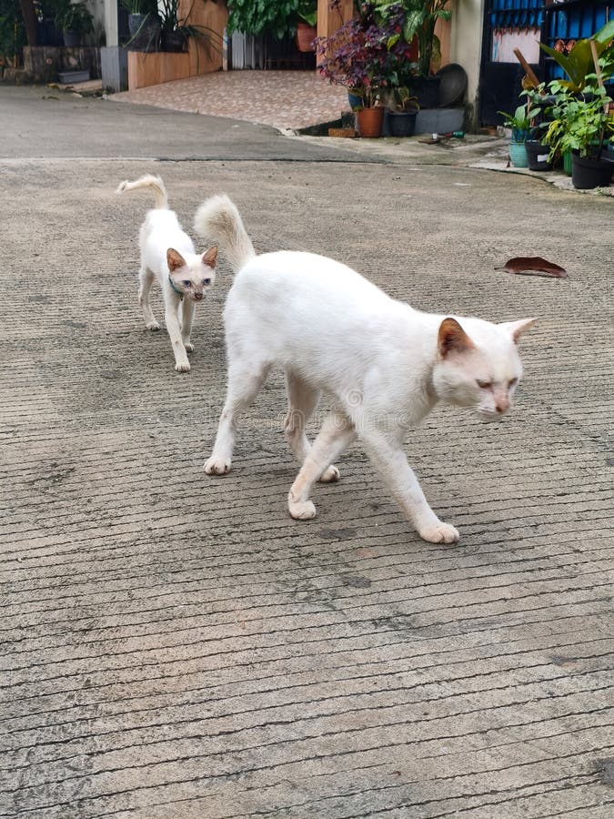 A Mother Cat is Walking Followed by Her Kitten Stock Photo - Image of ...