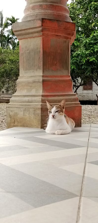 A Mother Cat Who Has Given Birth To Many Kittens Stock Image - Image of ...