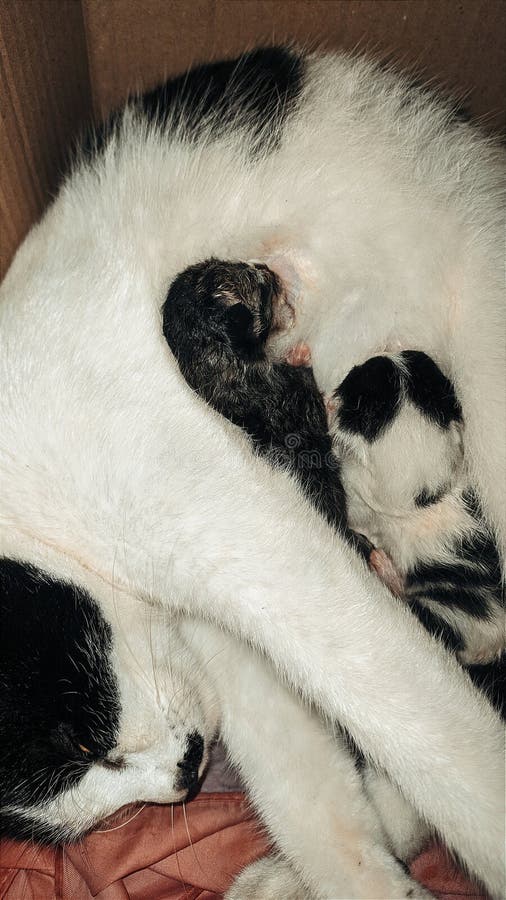 Mother Cat Who Has Just Given Birth Stock Photo - Image of mammal, pets ...