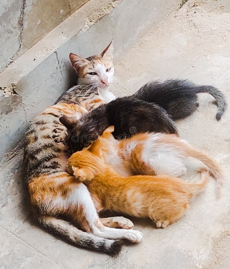 Mother Cats a Love Her Child with Full Joys Stock Image - Image of cats ...