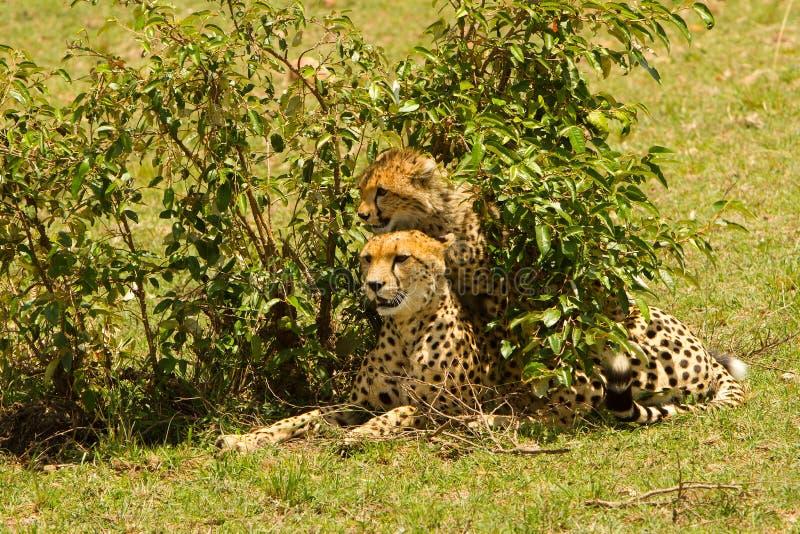 Mother & Baby Cheetah stock photo. Image of safari, africa - 26399582