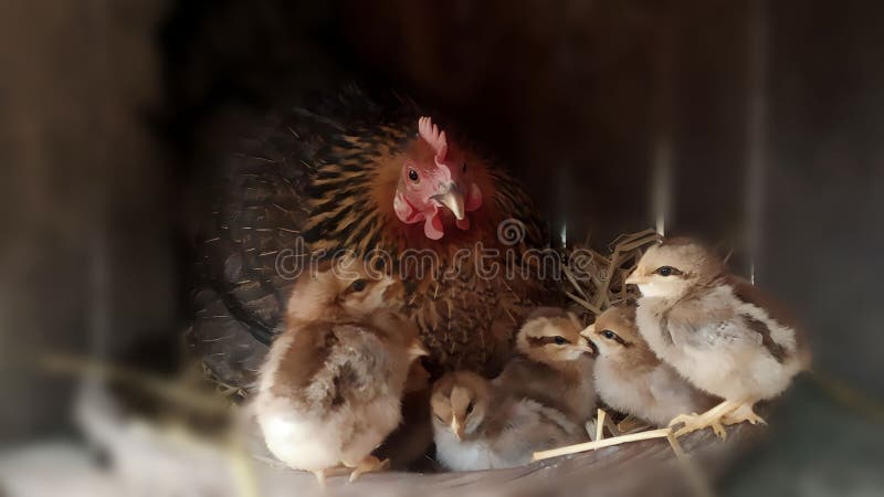 Mother Chicken with Her Babies on Nest Stock Image - Image of mother ...