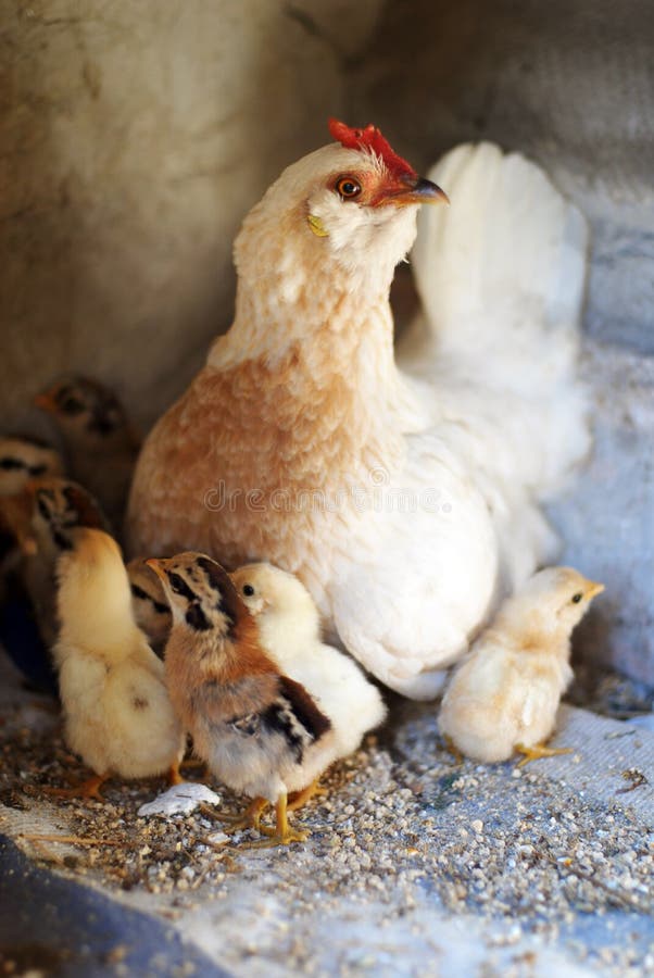 Mother Hen with Its Baby Chicks Stock Image - Image of hens, poultry ...