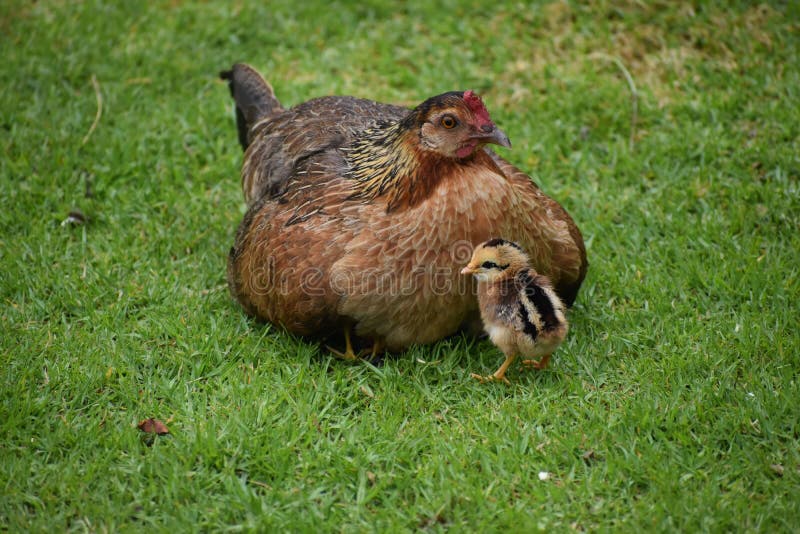 Mother Chicken with Its Chick on the Grass. Stock Photo - Image of ...