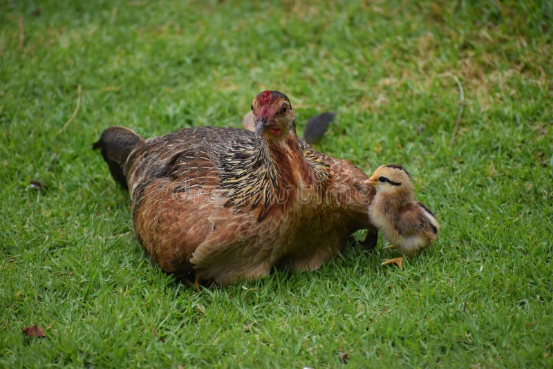 Mother Chicken with Its Chick on the Grass. Stock Image - Image of ...