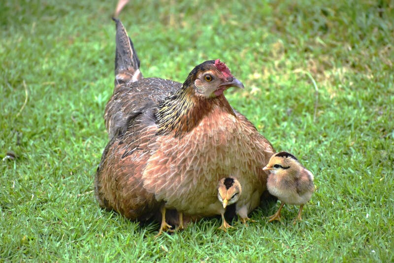 Mother Chicken with Its Chicks on the Grass. Stock Photo - Image of ...