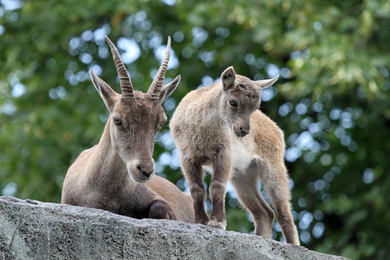 Mother Alpine Ibex With Her Young Kid And Other Family Members, Wild ...