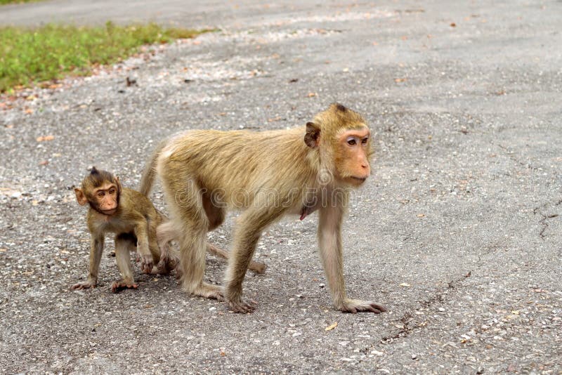 Mother and Child Macaque Monkey Stock Image - Image of animals, cute ...