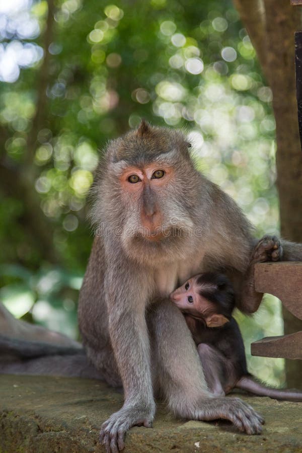 Mother and Child Monkeys at Monkey Forest Sanctuary in Ubud Stock Photo ...