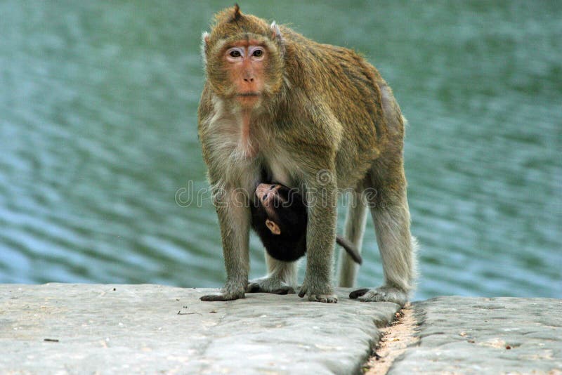 Mother and Child Rhesus Monkeys Stock Photo - Image of love, monkeys ...