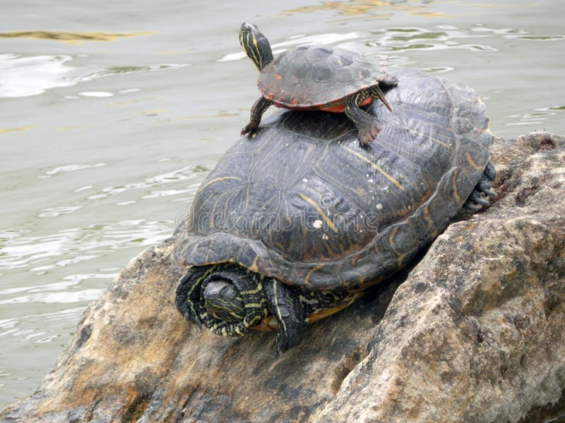 589 Mother Turtle Stock Photos - Free & Royalty-Free Stock Photos from ...