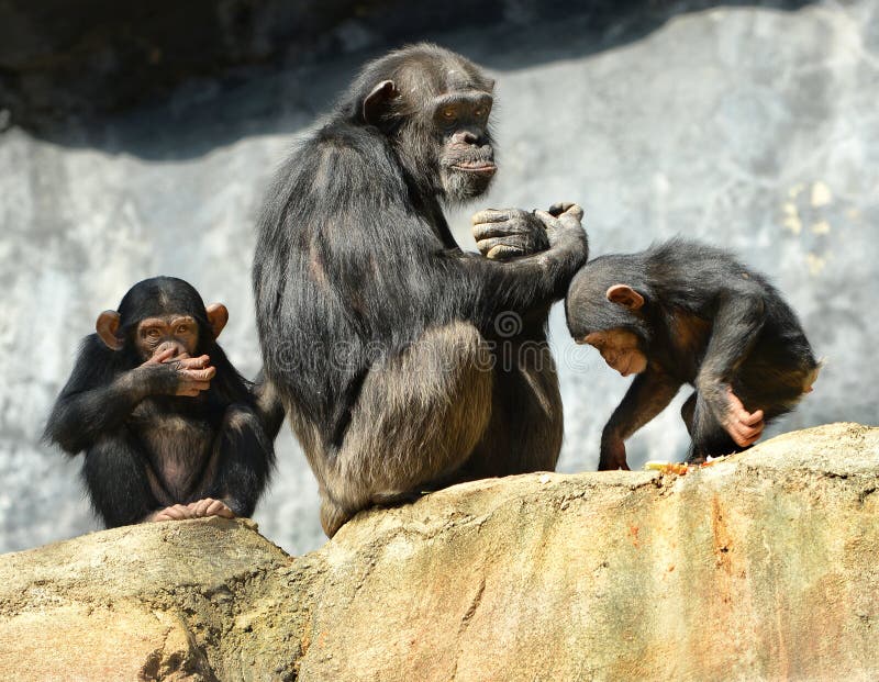Mother and Children Chimps stock image. Image of mammal - 52114821