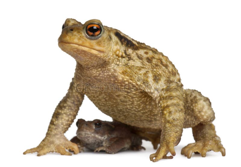 Mother Common Toad and Her Baby, Bufo Bufo Stock Photo - Image of ...