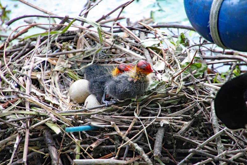 Mother Coot Feeds Her Young Who Have Just Hatched from Their Eggs Stock ...