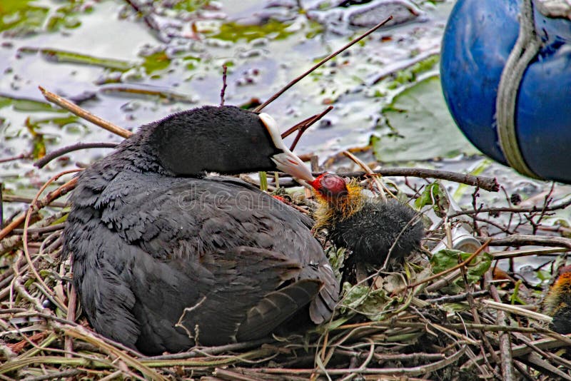 Mother Coot Feeds Her Young Who Have Just Hatched from Their Eggs Stock ...