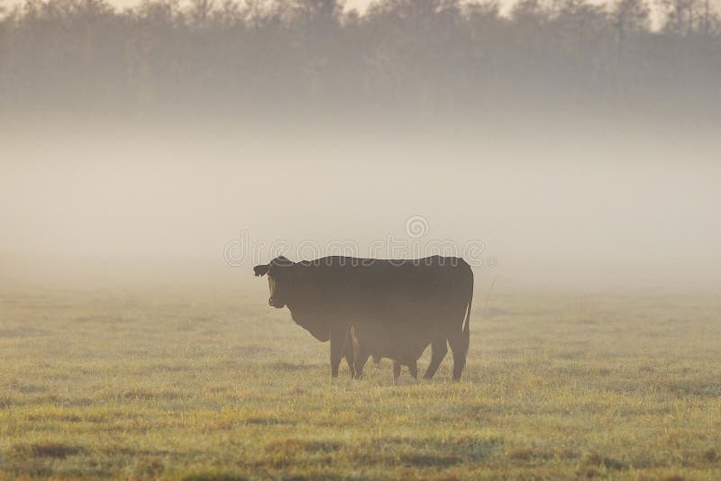 Cows, Cattle in the Fog stock photo. Image of agriculture - 280811216