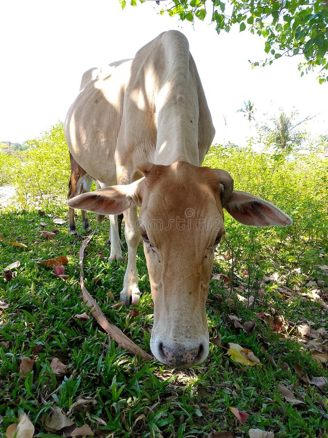 Mother Cow and Her Calf are Grazing Stock Image - Image of grass ...