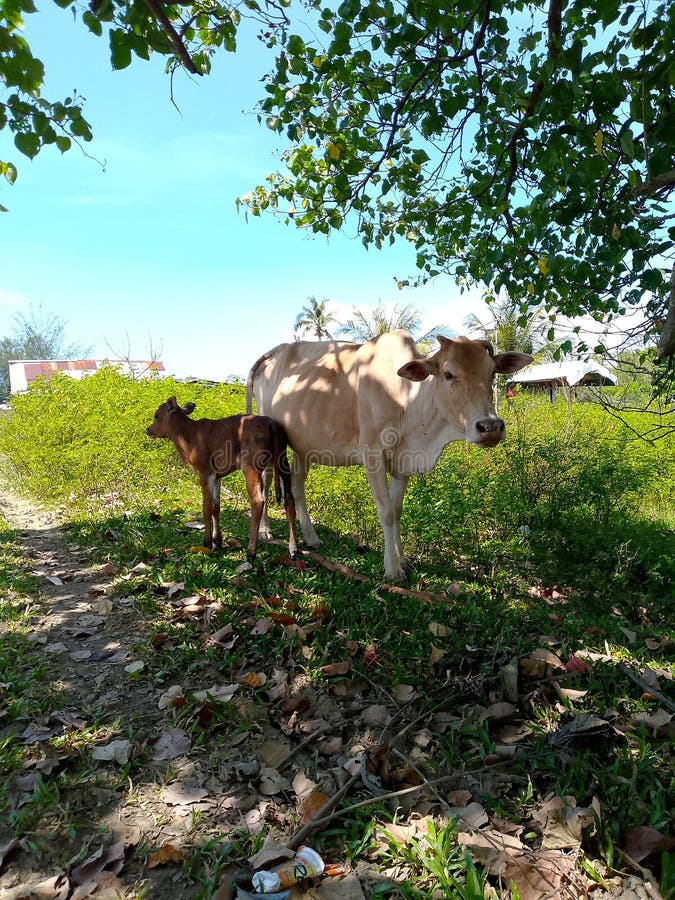 Mother Cow and Her Calf are Grazing Stock Image - Image of grass, calf ...