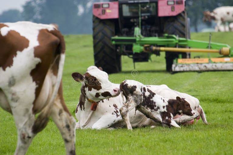 Mother Cow and a Little Steer Stock Photo - Image of look, domestic ...