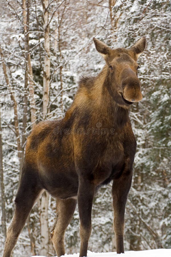 Mother Cow Moose stock image. Image of snow, daylight - 3483607