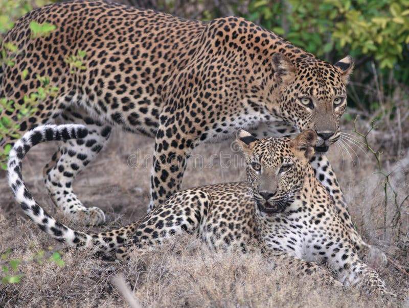 Mother and Cub Leopard Huddled Together Side by Side Stock Image ...