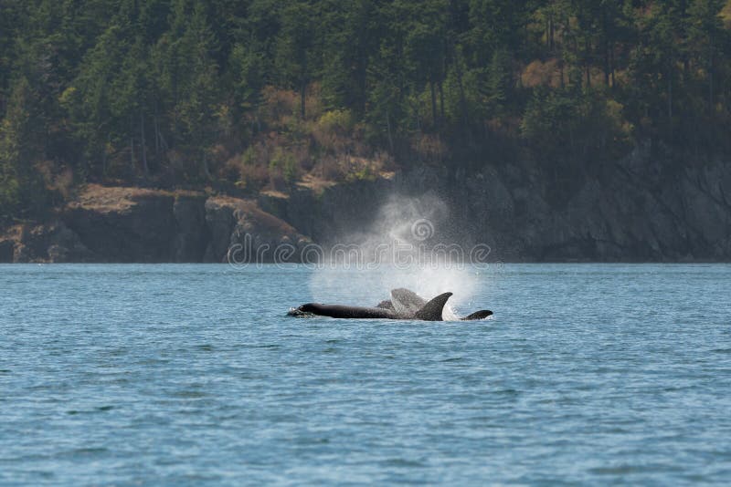 Mother Cubs Orcas stock photo. Image of life, freedom - 66351228