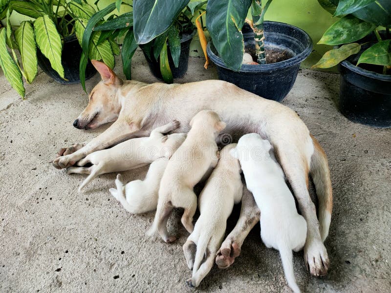 A Mother Dog is Nursing 5 White Puppies Stock Image - Image of white ...