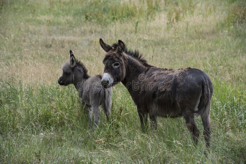 Mother Donkey with Baby Donkey Stock Photo - Image of farm, nature ...