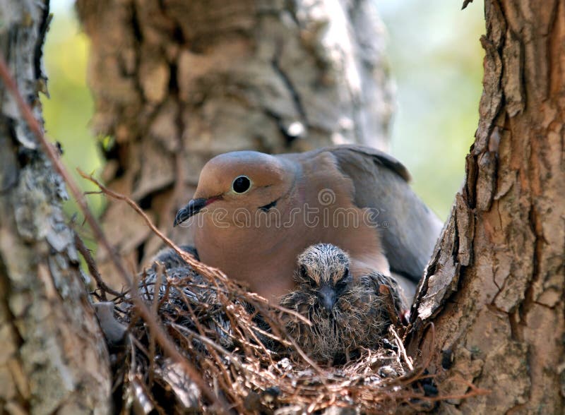 Mother Dove Chicks Tree Stock Photos - Free & Royalty-Free Stock Photos ...