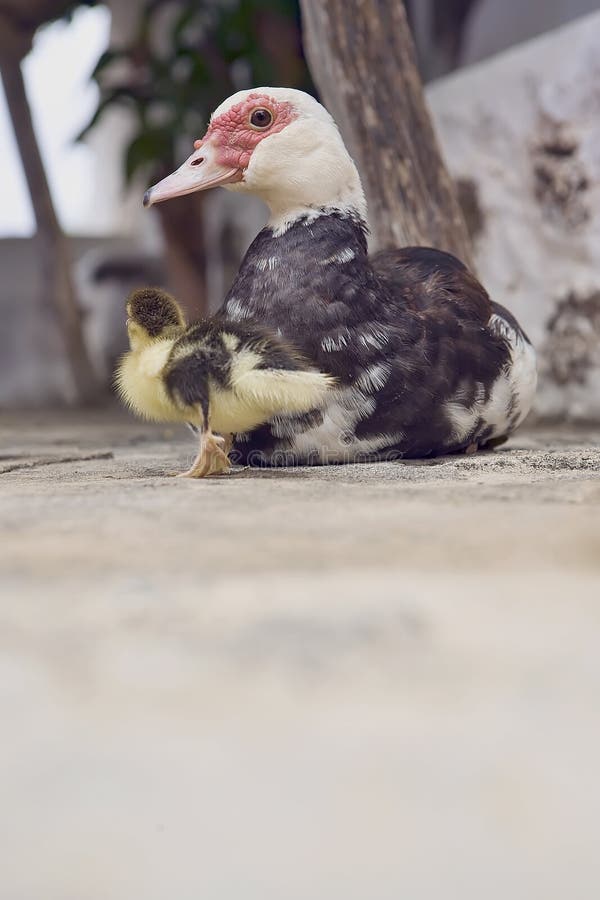 Mother duck stock image. Image of family, youth, duck - 16241001