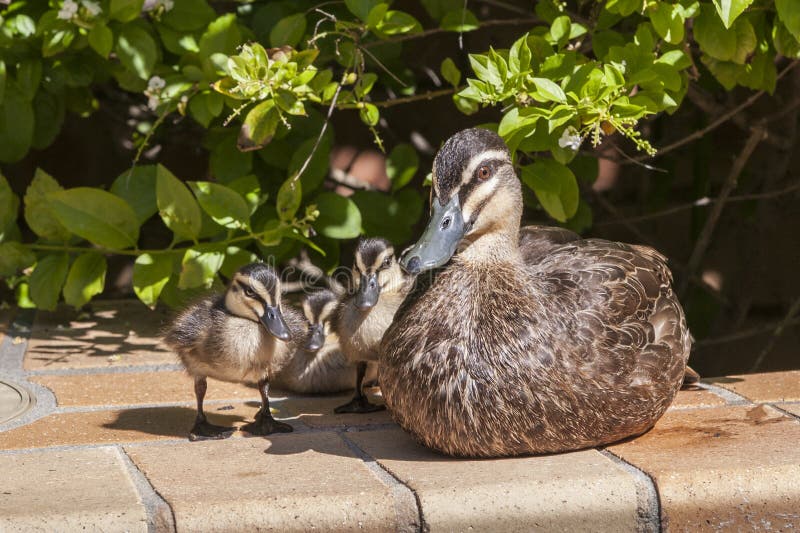 Mother Duck with Baby Ducks Stock Image - Image of mallard, young: 85665541