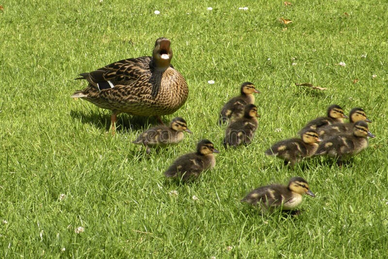 Mother Duck Defending Her Nine Babies Stock Photo - Image of babies ...