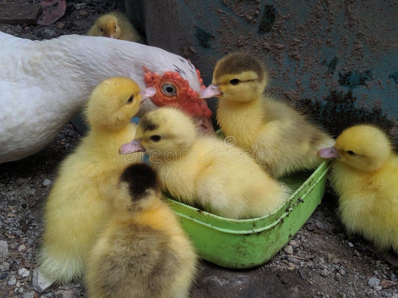 Mother duck and duckling stock photo. Image of bird - 209139562