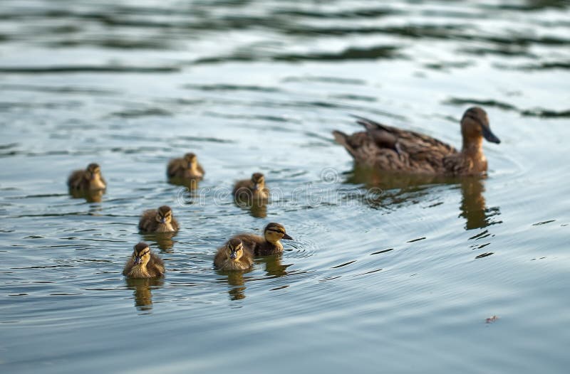 Mother-duck and ducklings stock image. Image of river - 32994821