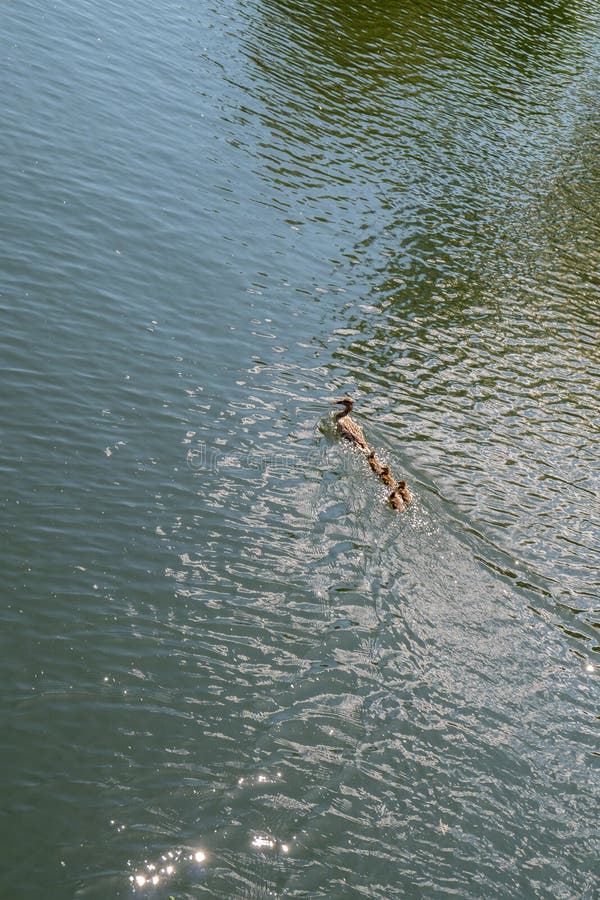 Mother-duck and Ducklings Float in the Lake Stock Image - Image of ...