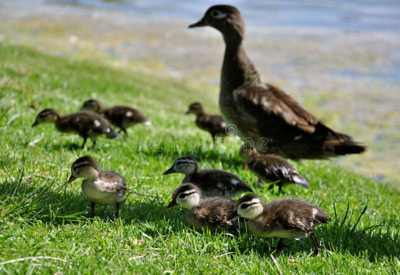 Mother Duck and Ducklings stock image. Image of duck - 32540335