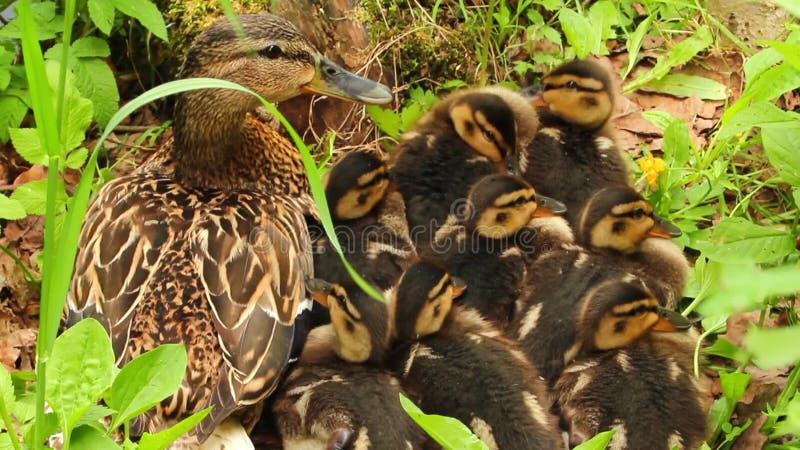 Mother Duck with Her Ducklings Stock Footage - Video of following ...